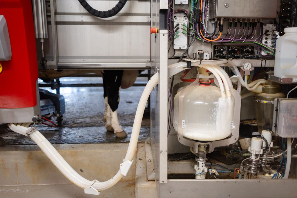 UT Professors’ Dairy Farm Tech Enables Unprecedented Disease Management