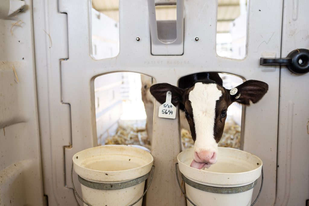 UT Professors’ Dairy Farm Tech Enables Unprecedented Disease Management